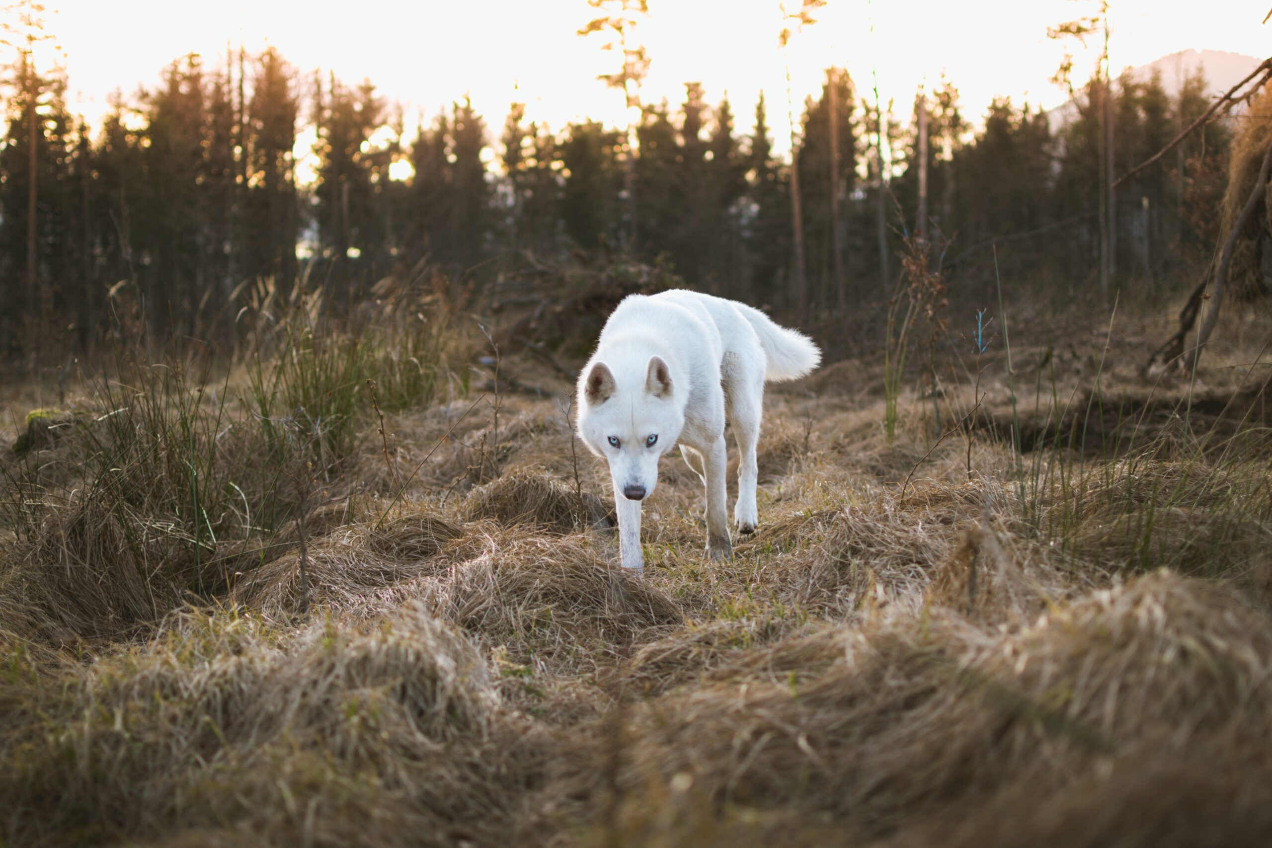 Miks koerad väljaheiteid söövad? - Free Spirit Paws