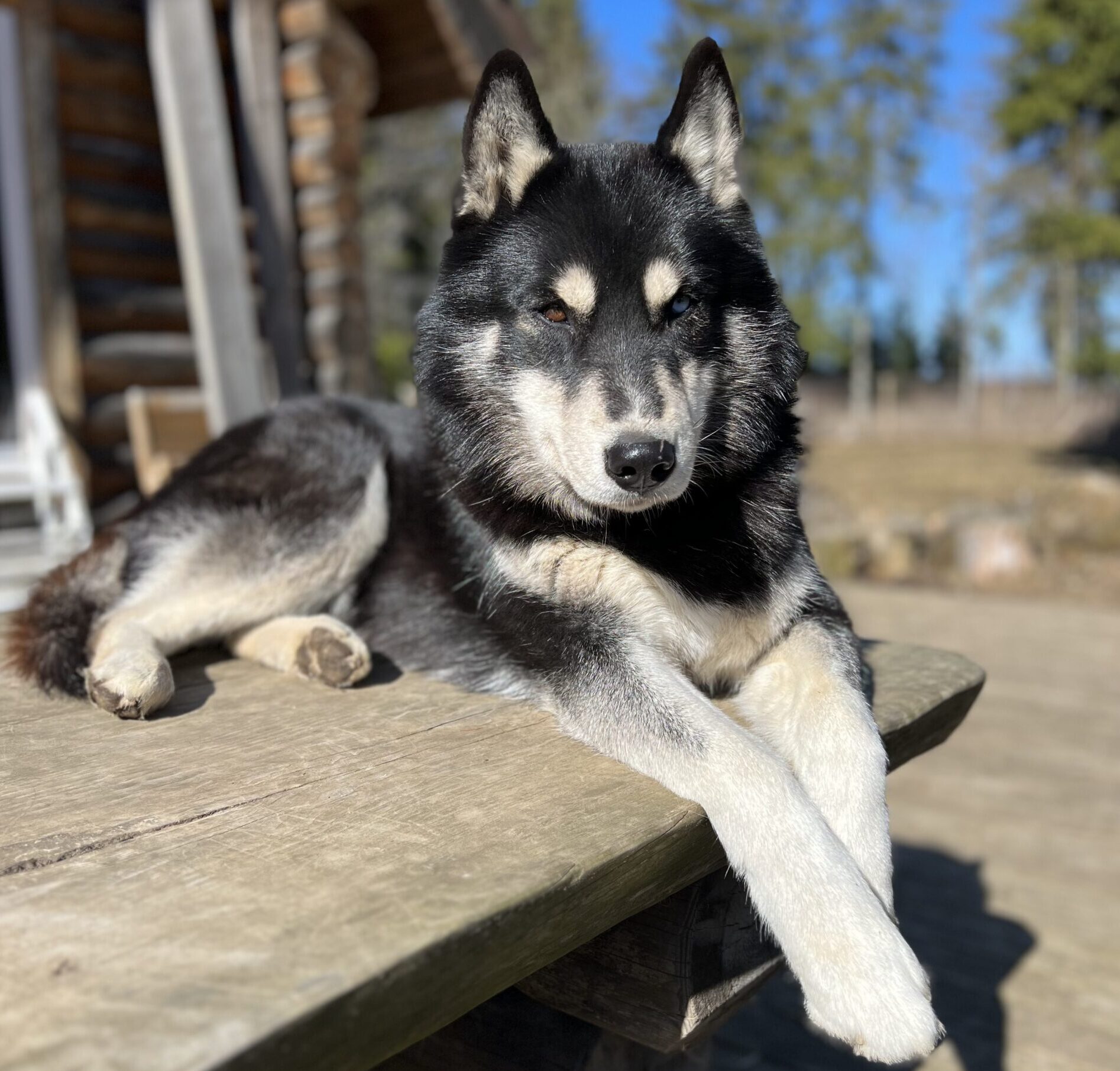 Free Spirit Paws - kvaliteetne toortoit Sinu koerale